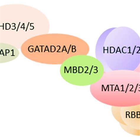 A Schematic Of The Nucleosome Remodeling And Deacetylase Nurd