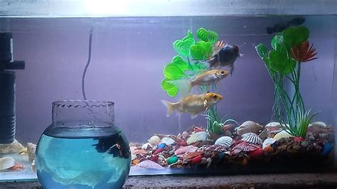 Rea Eared Slider Swimming In The Tank Red Eared Slider Viral
