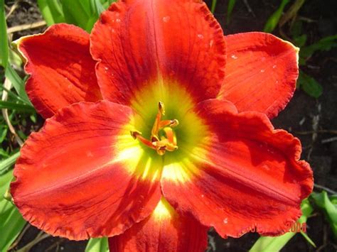 Passion For Red Garfield Gardens