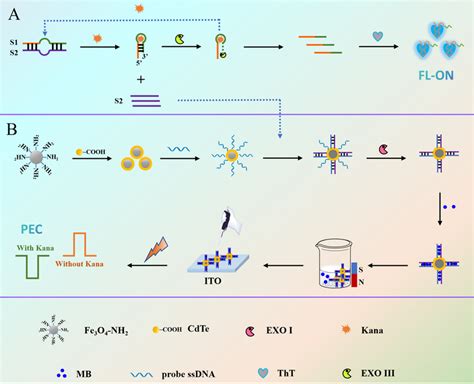 A B Schematic Of The Dual Mode Homogeneous Biosensor For Kana Detection Download Scientific