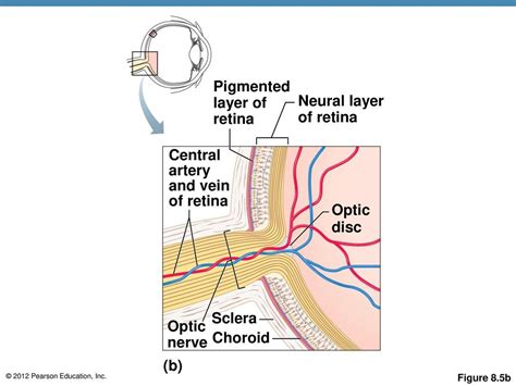 8 Special Senses Ppt Download