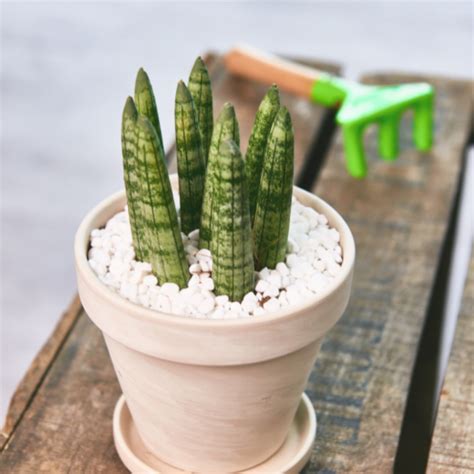 스투키 키우기 번식 물주기 화분분갈이 수경재배 꽃말 네이버 블로그