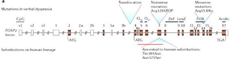 Mutation In Foxp2 Locus On Chromosome 7 Download Scientific Diagram