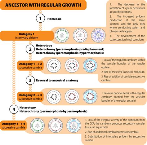 Overview Of The Anatomical Modifications Across Evolutionary Time In Download Scientific