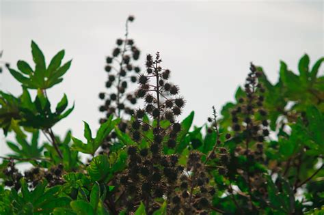 녹색 피마자 기름 식물 자연의 피마자 기름 식물 녹색 피마자 기름 식물 자연의 피마자 기름 식물 Ricinus Communis Ricinus Communis 0명에 대한