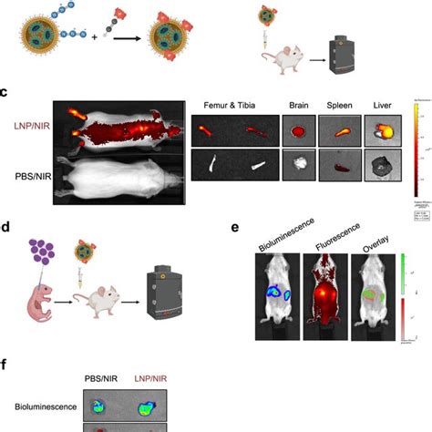 a chemically modified sirna provides prolonged activity a the t 8 21