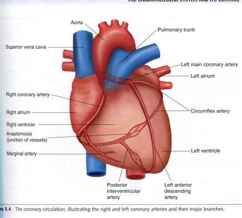Posterior Interventricular Artery 30 Anterior Interventricular Artery