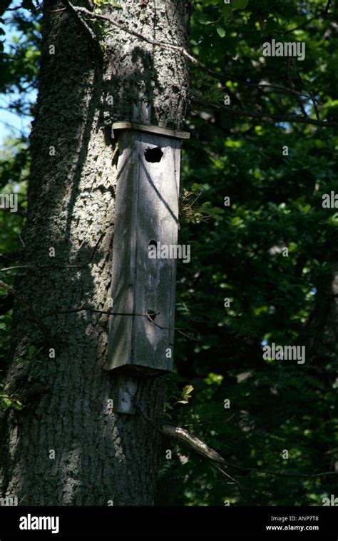 Bird Box Nest Nesting Hole Tree Wood Nature Natural Habitat Stock Photo Alamy