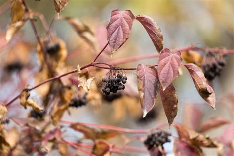 Black Berries In His Hand On A Tree Stock Photo Image Of Season
