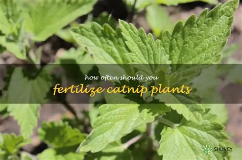 Fertilizing Your Catnip Plants How Often Should You Do It Shuncy