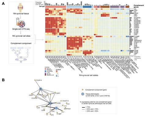 deciphering complement system dependent cellular pathways in human rheumatoid arthritis synovial