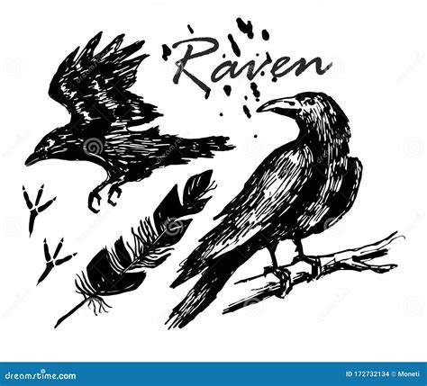 Ink Drawn Raven A Raven Sitting On A Branch A Raven Flying Sketch Footprints Feather Stock