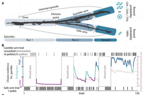Researchers Found Future Choice Predictive Neural Activity In The Prefrontal Cortex Neuroscience