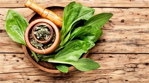 10 Amazing Health Benefits Of Okra Seed Uses Warnings And More