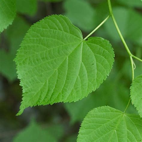 A Z Guide British Trees Woodland Trust