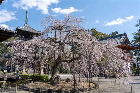 道成寺の桜花見特集2025
