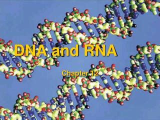 PPT DNA And RNA PowerPoint Presentation Free Download ID