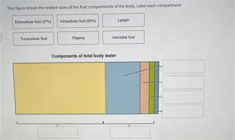 solved this figure shows the relative sizes of the fiuid