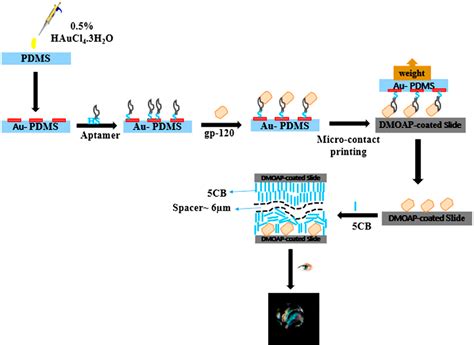 Figure 1 From Aptamer Based Gold Nanoparticlespdms Composite Stamps As