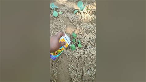 Trichoderma Uses In Agriculture Shorts Trichoderma Youtube