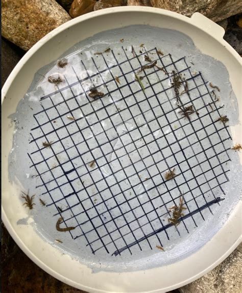 Macroinvertebrates YERC