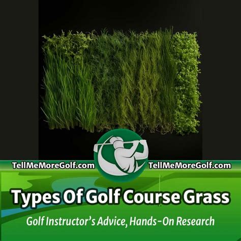 List Types Of Golf Course Grass Golf Coachs Advice