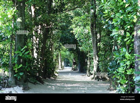 Japan Tree Lined Path Stock Photo Alamy