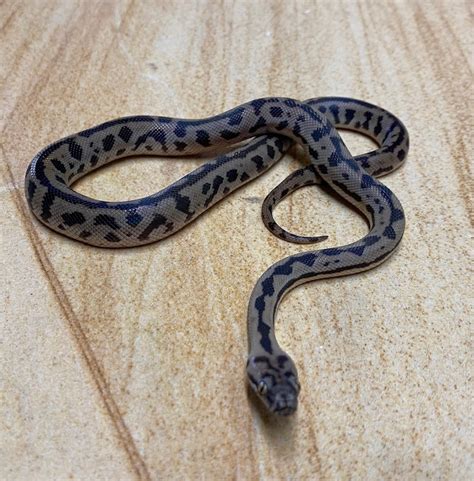 Spotted Pythons Available