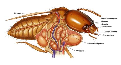 Detailed Anatomical Illustration Of The Pancreas Stock Illustration