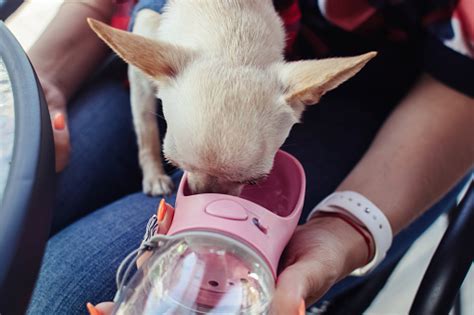 500 Water Bottle Pictures Hq Download Free Images On Unsplash