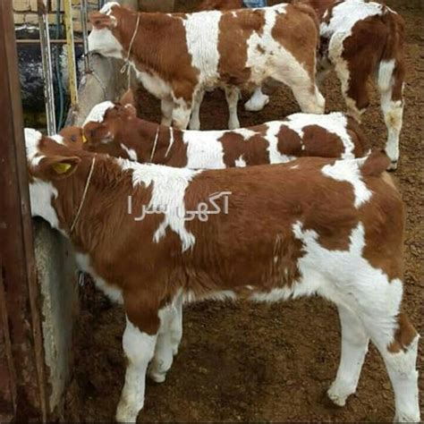 فروش گوساله گوساله سمینتال اصیل با قیمت مناسب در ایلام فروش گوساله