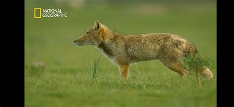 해연갤 티벳여우가 왜 그렇게 묘하게 생겼나 했는데 옆모습보고 깨달음ㅋㅋㅋㅋ