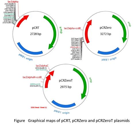 Takara Restriction Enzyme Buffer Chart A Visual Reference Of Charts Chart Master