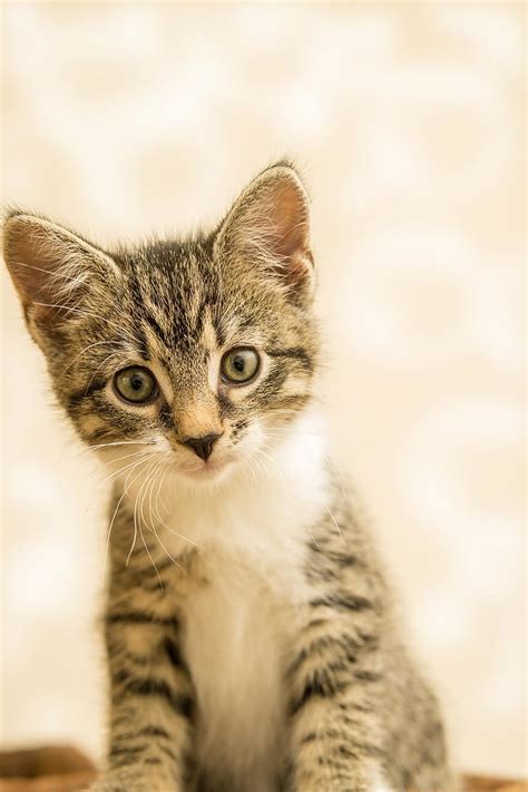 Cat Small Kitten Domestic Cat Pet Cute Sweet Cat Baby Cat Face Playful Eyes Pikist