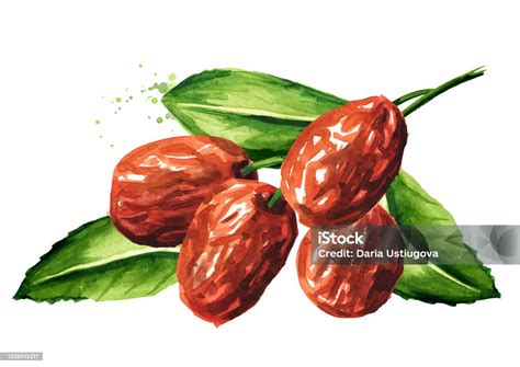 말린 우나비 과일 지지푸스 또는 대추와 녹색 잎으로 가지 흰색 배경에 격리 된 손으로 그린 수채화 그림 0명에 대한 스톡 벡터 아트 및 기타 이미지 Istock