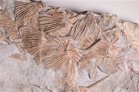 Cactocrinus Imperator