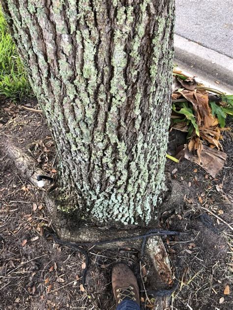 Transplanting Problems Tree Maintenance Analysis And Preservation Specialists