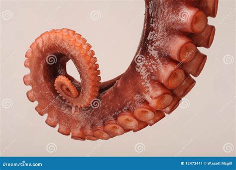 Octopus Tentacle Stock Image Image 12473441