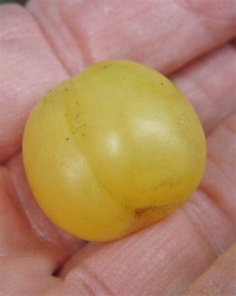 Cherry Plum Tree Guide Uk Cherry Plum Identification