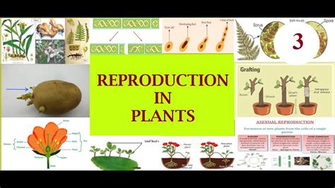 How Does Vegetative Propagation Occur In Nature At Keith Maxey Blog