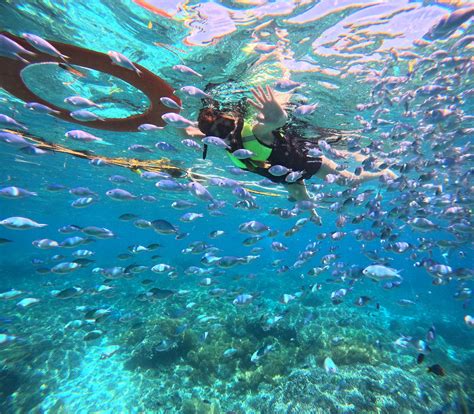 보홀 고래상어 And 발리카삭 호핑투어