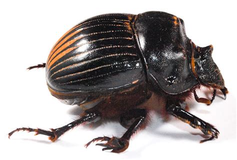 Scarab Dichotomius Carolinus Bugguidenet