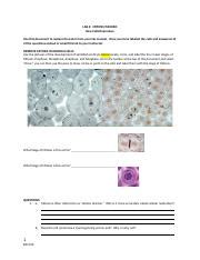 Lab 6 MItosis Meiosis Docx LAB 6 MITOSIS MEIOSIS How Cells Reproduce Use This Document To