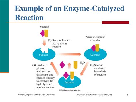 Ppt Enzyme Action And Specificity In Biological Reactions Powerpoint