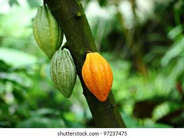 Thousand Cocoa Bean Shell Royalty Free Images Stock Photos Pictures Shutterstock