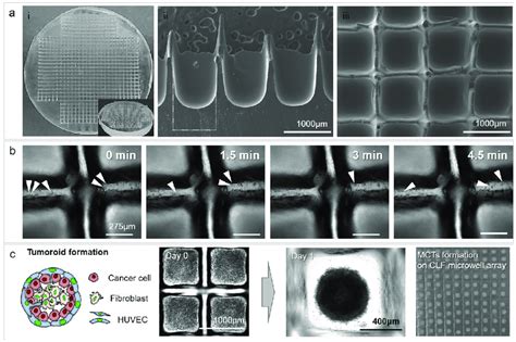 Fabrication Of Cell Loss Free Clf Concave Microwell Array For Download Scientific Diagram