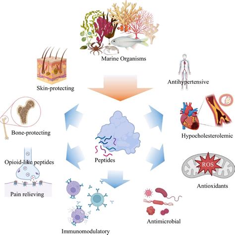 Spectrum Of Bioactivities Demonstrated By Numerous Marine Derived Download Scientific Diagram