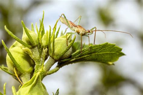 Leaf Hopper Assassin Bug Zelus Renardii Erik Karits