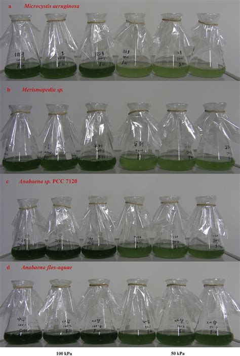 Comparison Of The Appearances Of The Cultures Of The Four Types Of Download Scientific Diagram