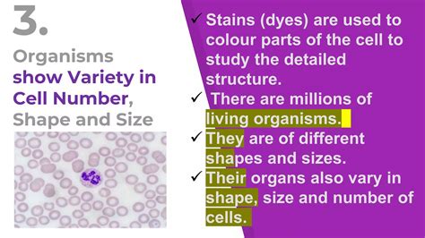 Cell Structure And Functions Class 8pptx